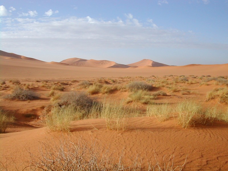 Las zonas áridas combatirían el Cambio Climático – Cambia.pe