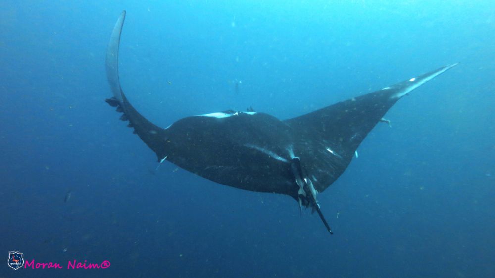 Encuentros cercanos: la increíble experiencia de bucear con una ...